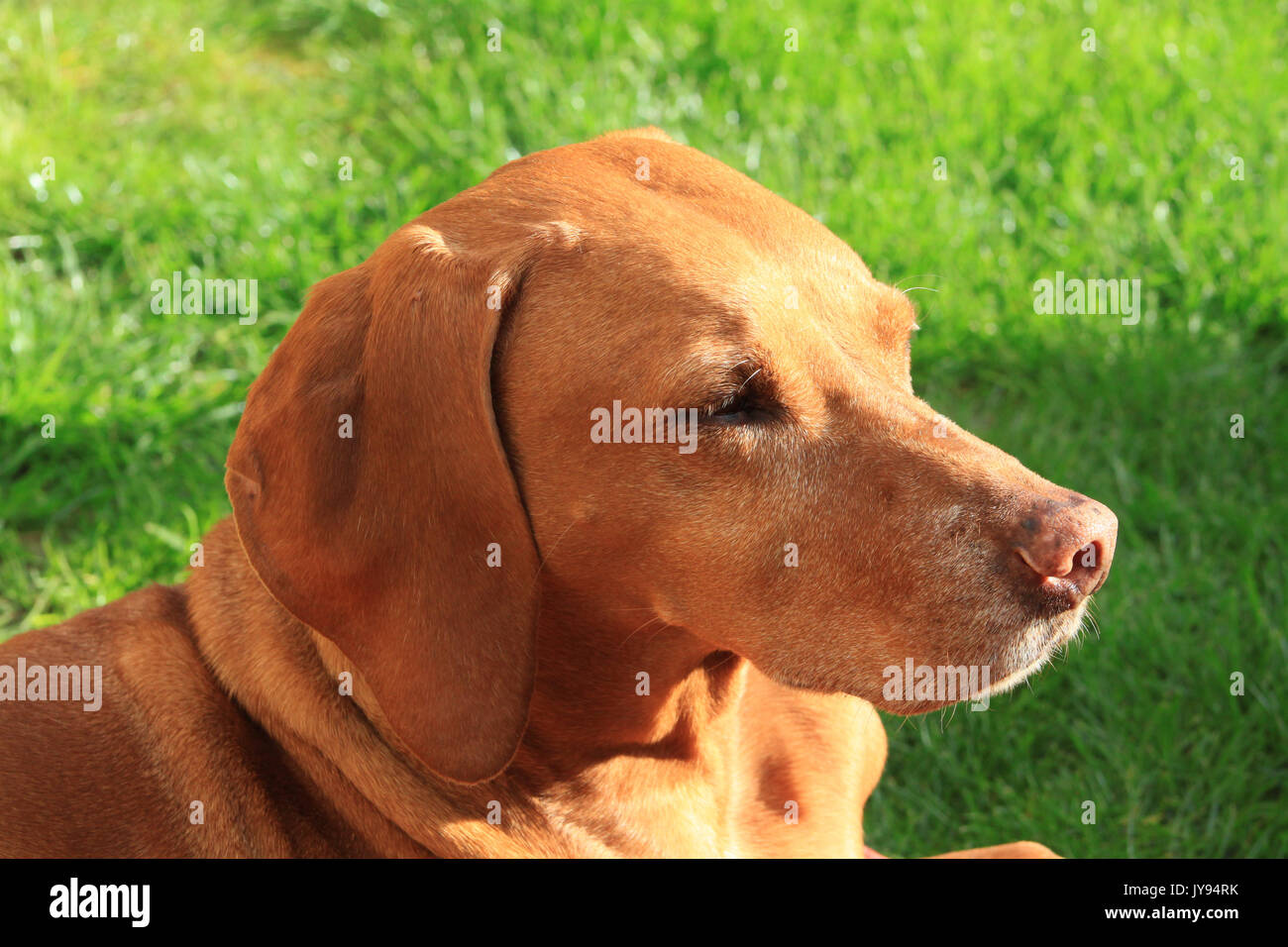 Hungarian Vizsla dog, spring time England UK Stock Photo - Alamy