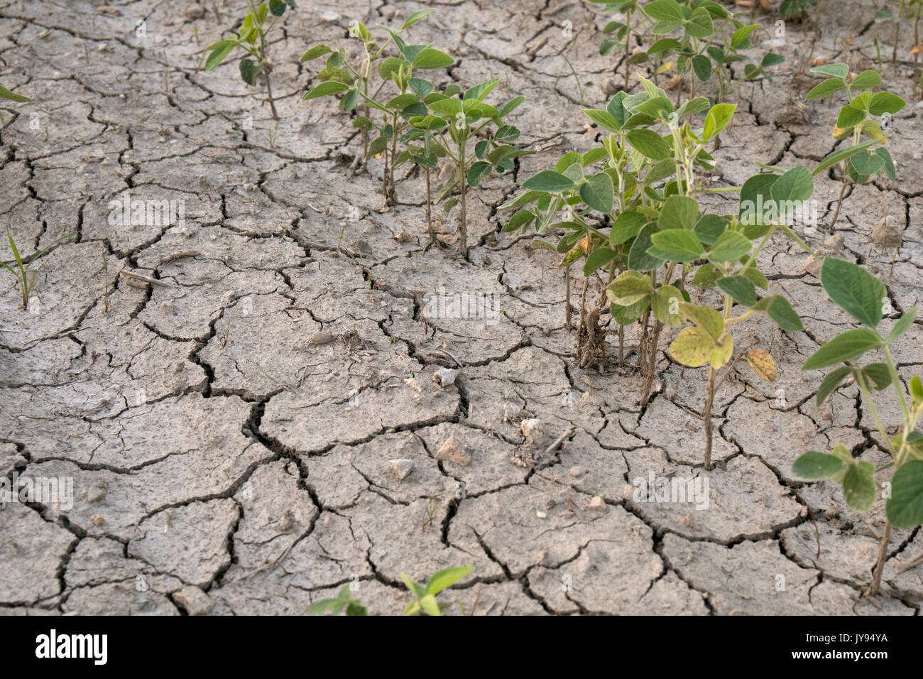 Parched soybean field, cracked earth, drought Stock Photo - Alamy