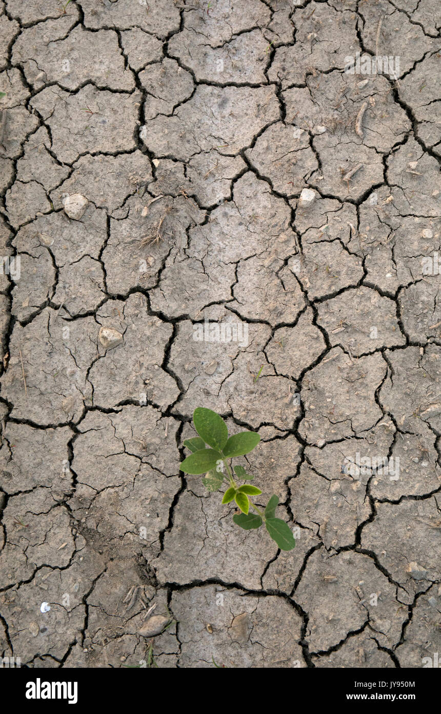 Parched soybean field, cracked earth, drought Stock Photo - Alamy