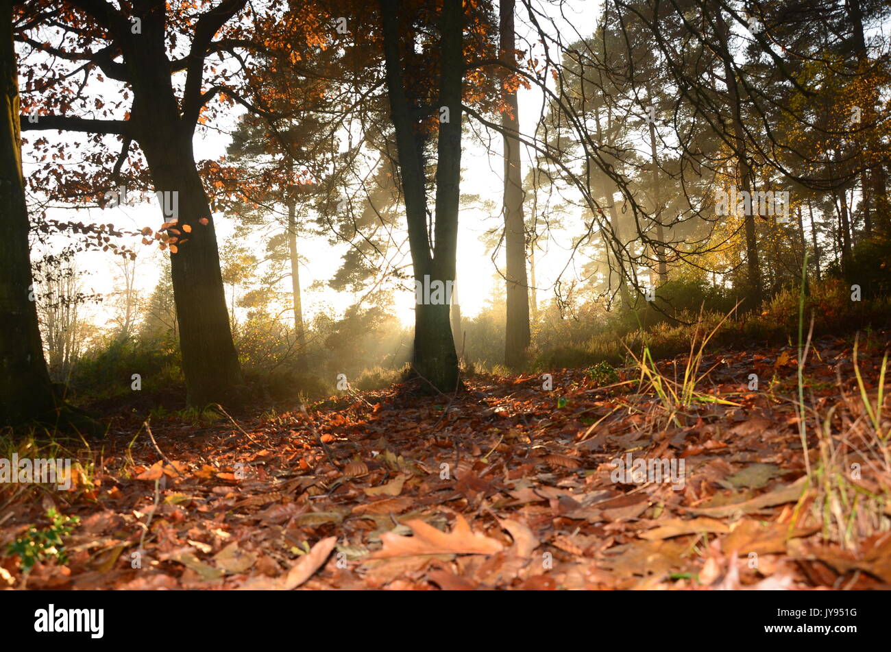 Trees and production hi-res stock photography and images - Alamy