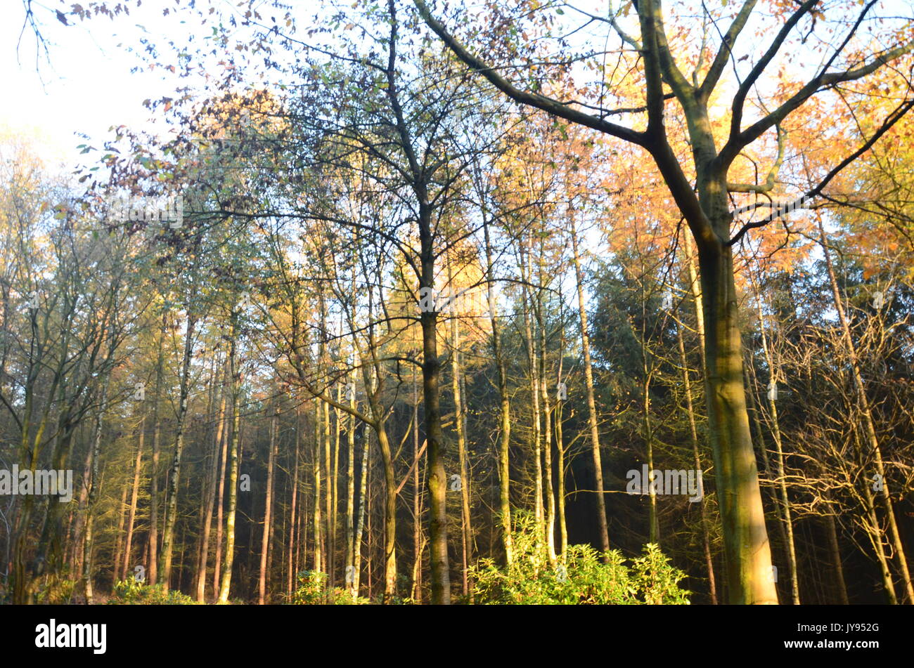 Dalby Forest Biking High Resolution Stock Photography and Images - Alamy