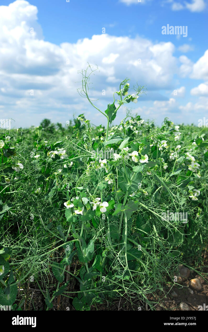 Agriculture commercial pea crop blooming in Saskatchewan Stock Photo ...