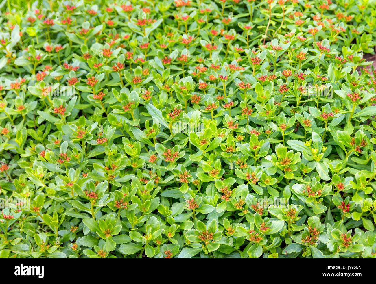 Green plants background texture Stock Photo - Alamy