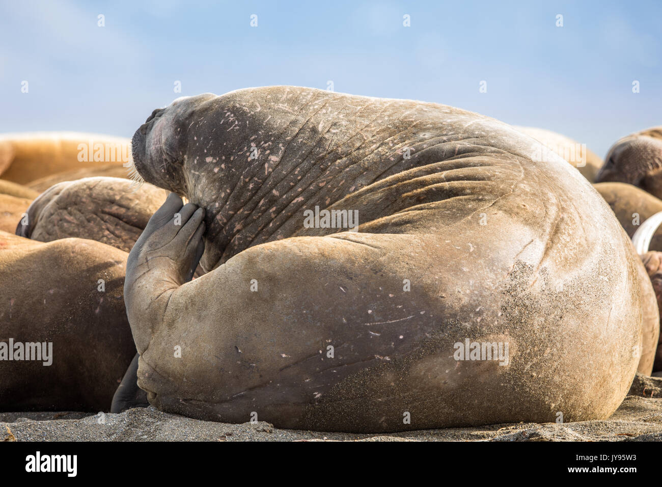 Walrus scratching himself, while resting in a group of walruses on ...