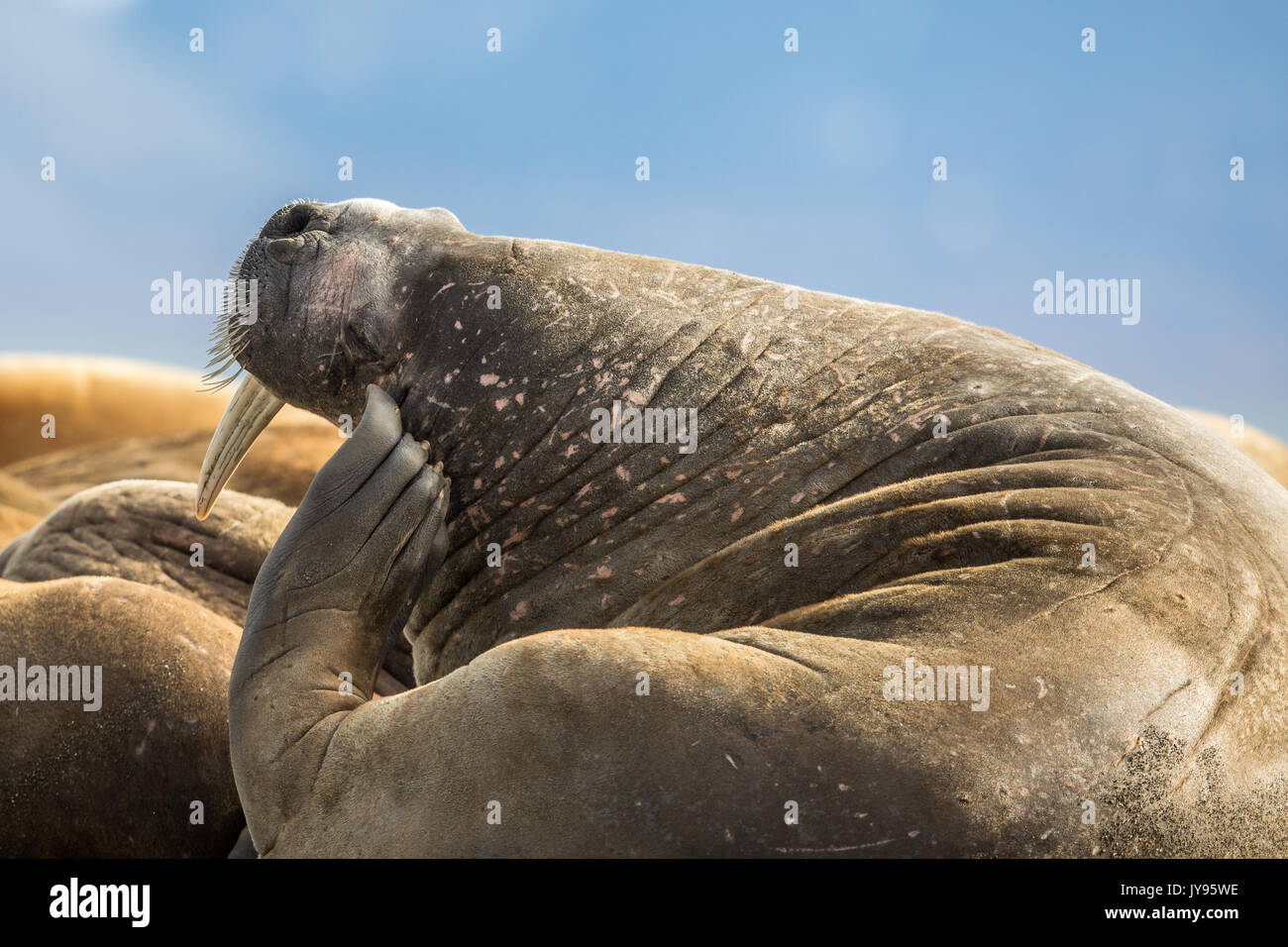 Walrus scratching himself, while resting in a group of walruses on ...
