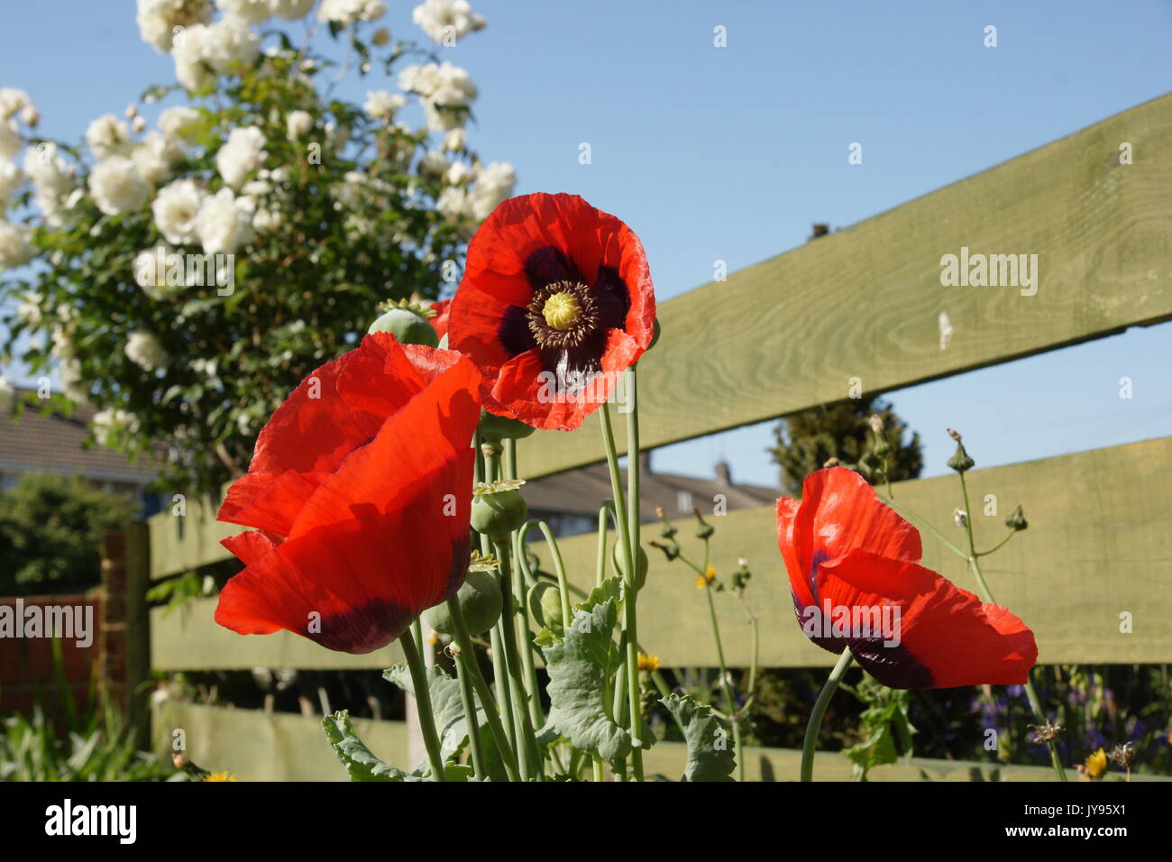 British Garden flowers Stock Photo - Alamy
