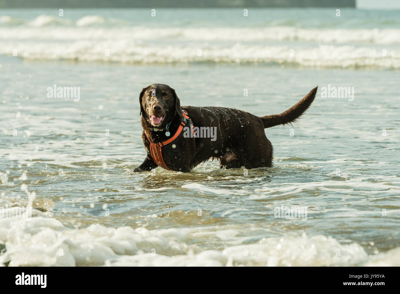 Chocolate Labrador in the sea on the beach in Sandsend Beach, Whitby ...