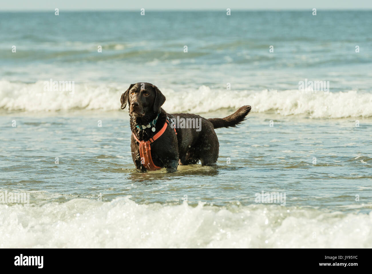 Chocolate Labrador in the sea on the beach in Sandsend Beach, Whitby ...