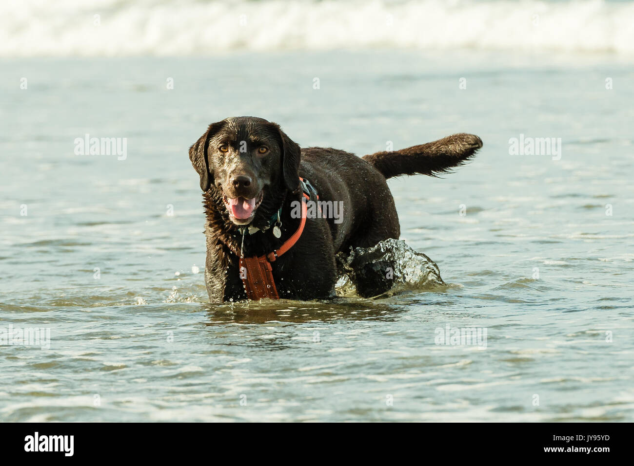 Chocolate Labrador in the sea on the beach in Sandsend Beach, Whitby ...