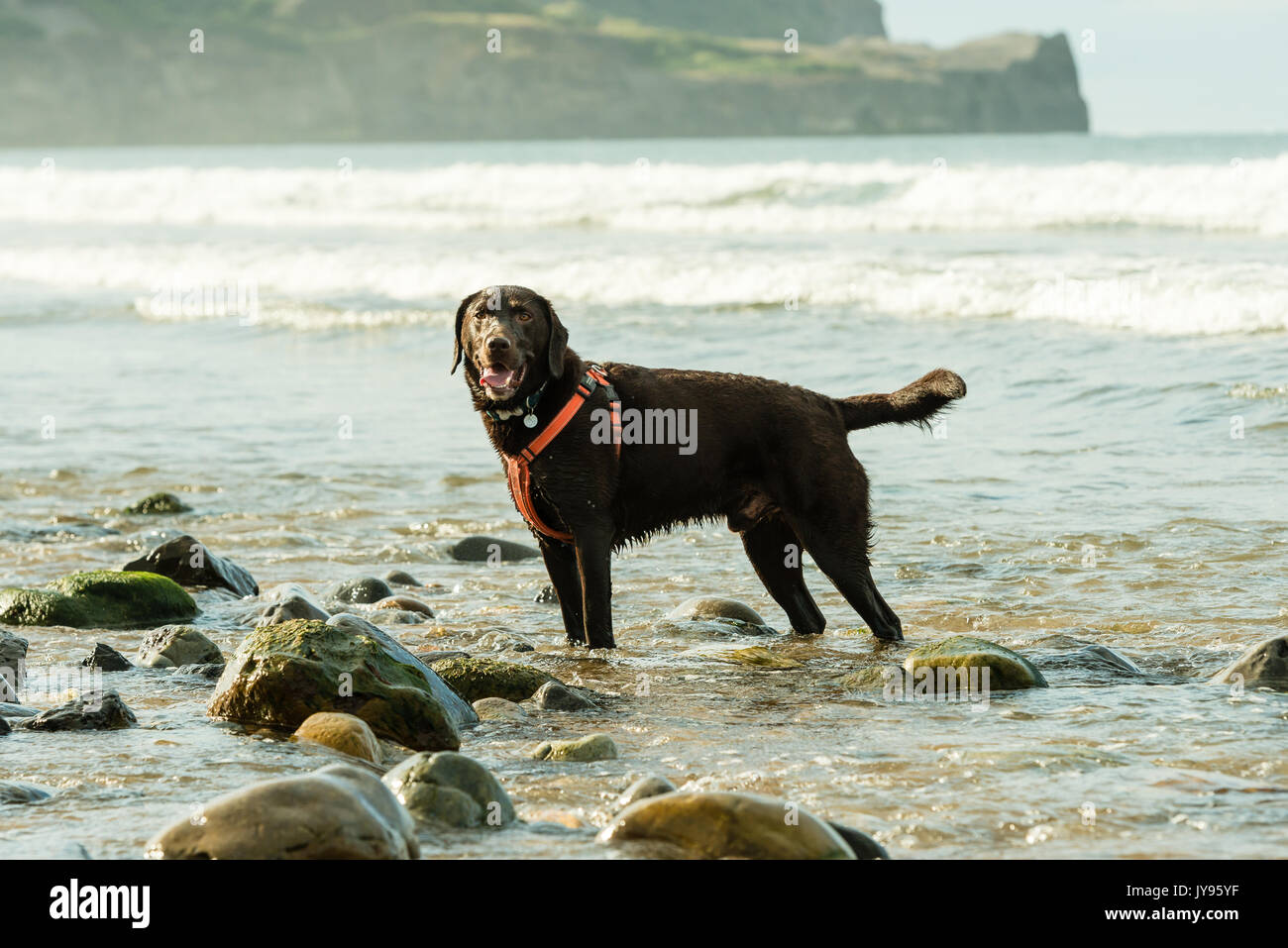 Chocolate Labrador in the sea on the beach in Sandsend Beach, Whitby ...