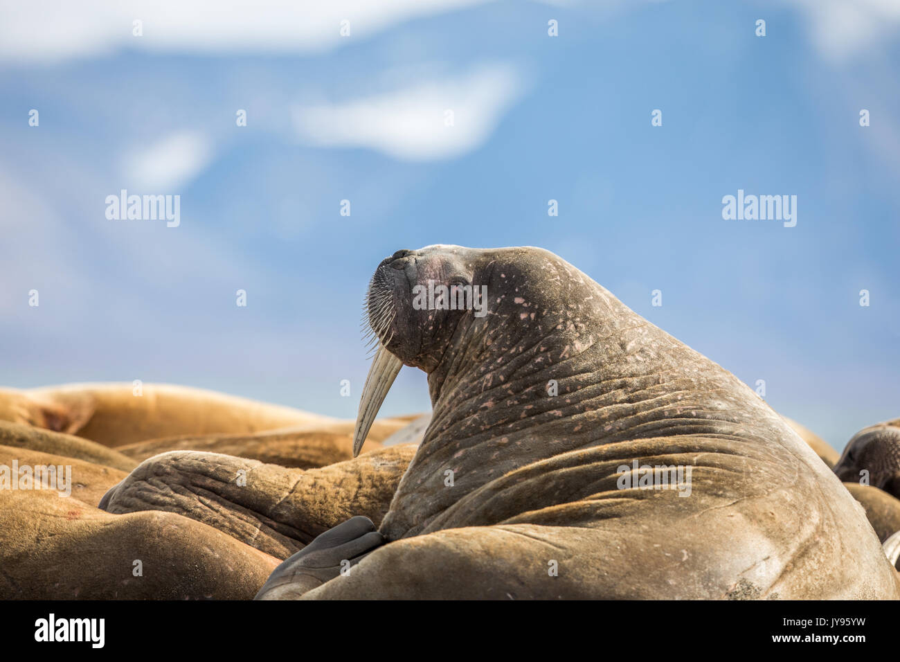 Walrus Herd High Resolution Stock Photography and Images - Alamy