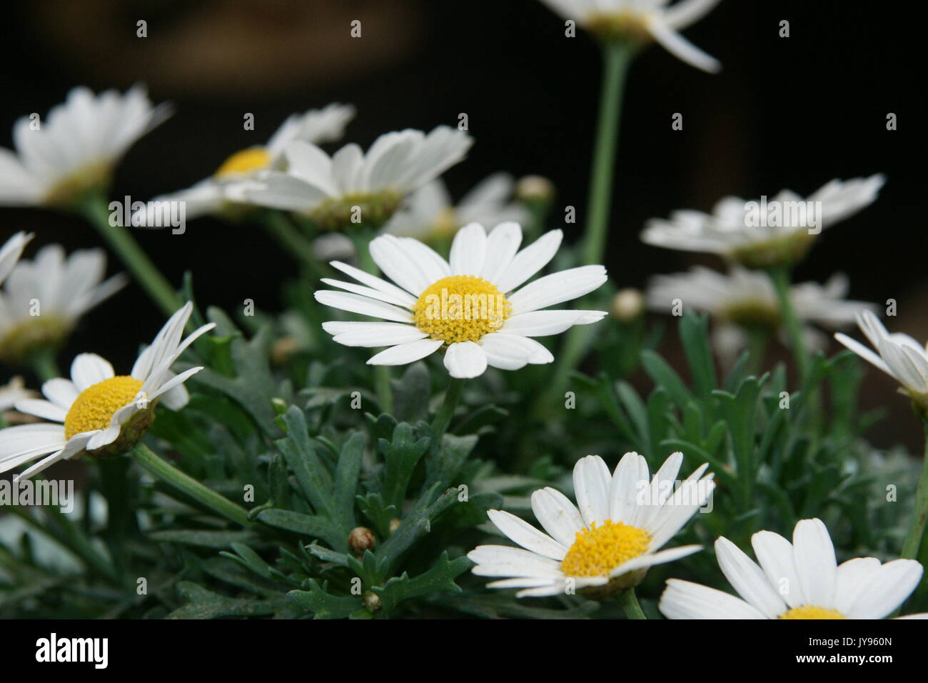 British garden flowers hi-res stock photography and images - Alamy