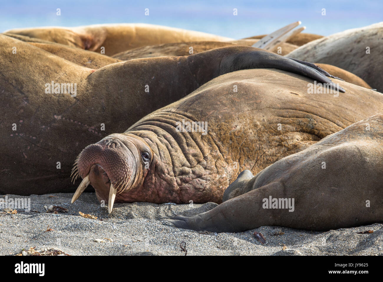 Tired walrus hi-res stock photography and images - Alamy
