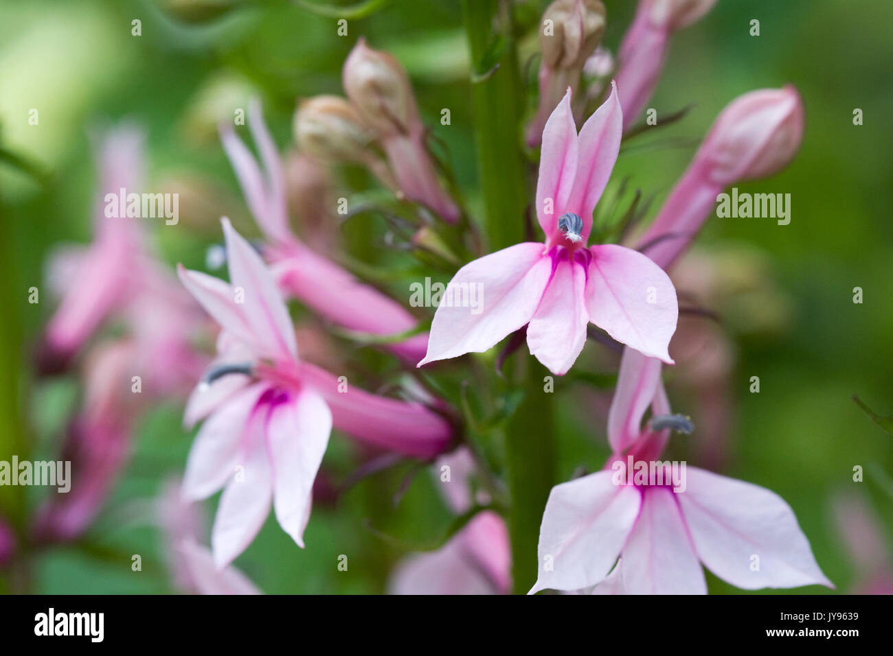Lobelia 'Compton Pink' flowers in the garden Stock Photo - Alamy