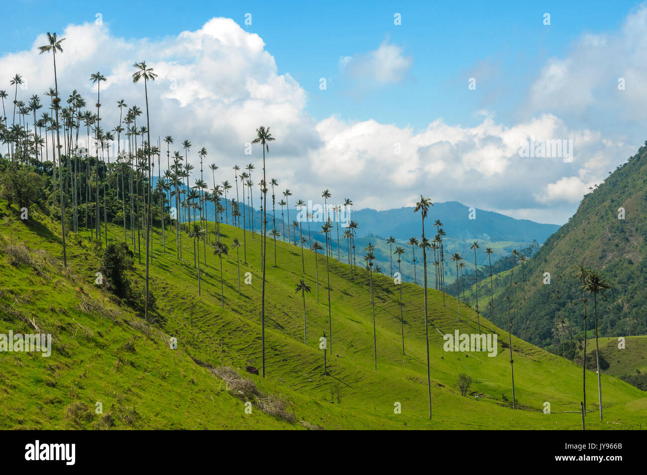 Wax palm trees of Cocora Valley, Colombia Stock Photo - Alamy