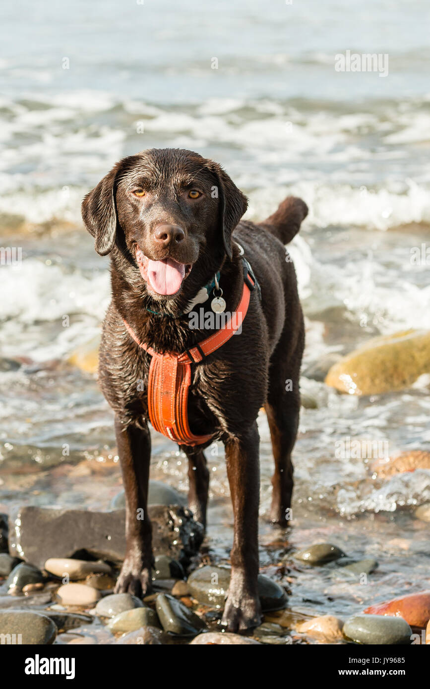 Chocolate Labrador retriever on the beach with the sea in the ...