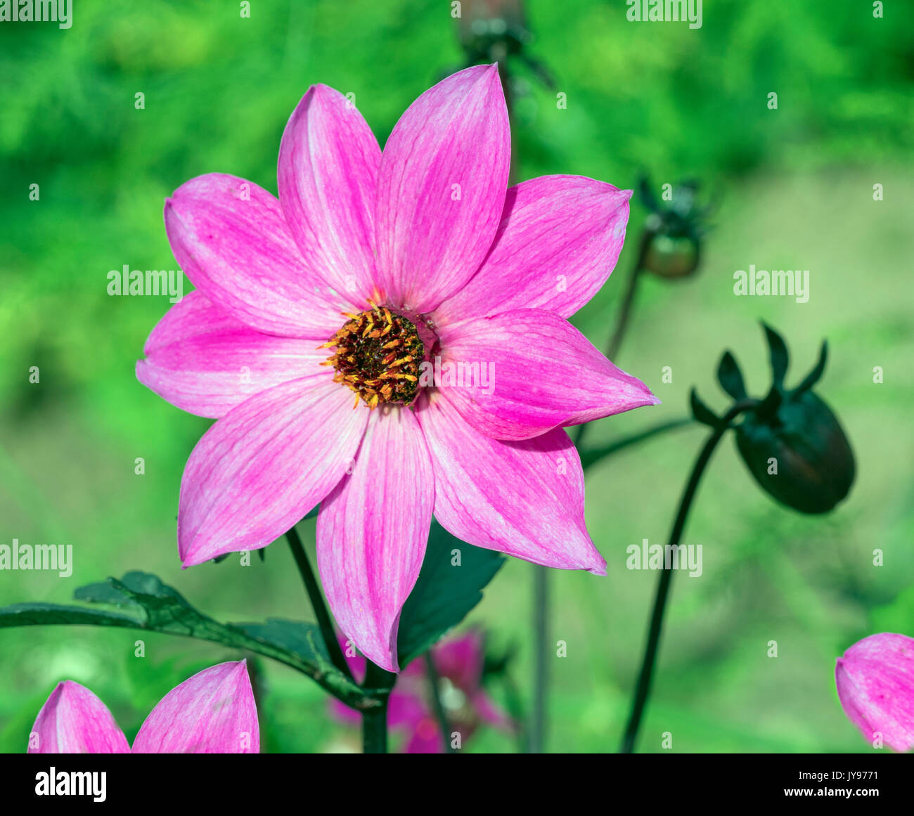 Dahlia Magenta star in garden border Stock Photo - Alamy
