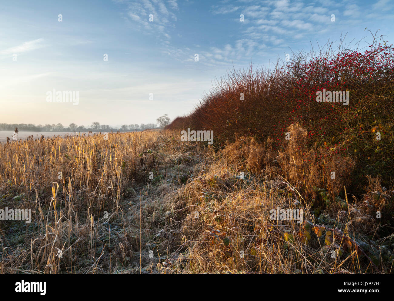 A field margin planted with seed-bearing grasses and hedgerow with red ...