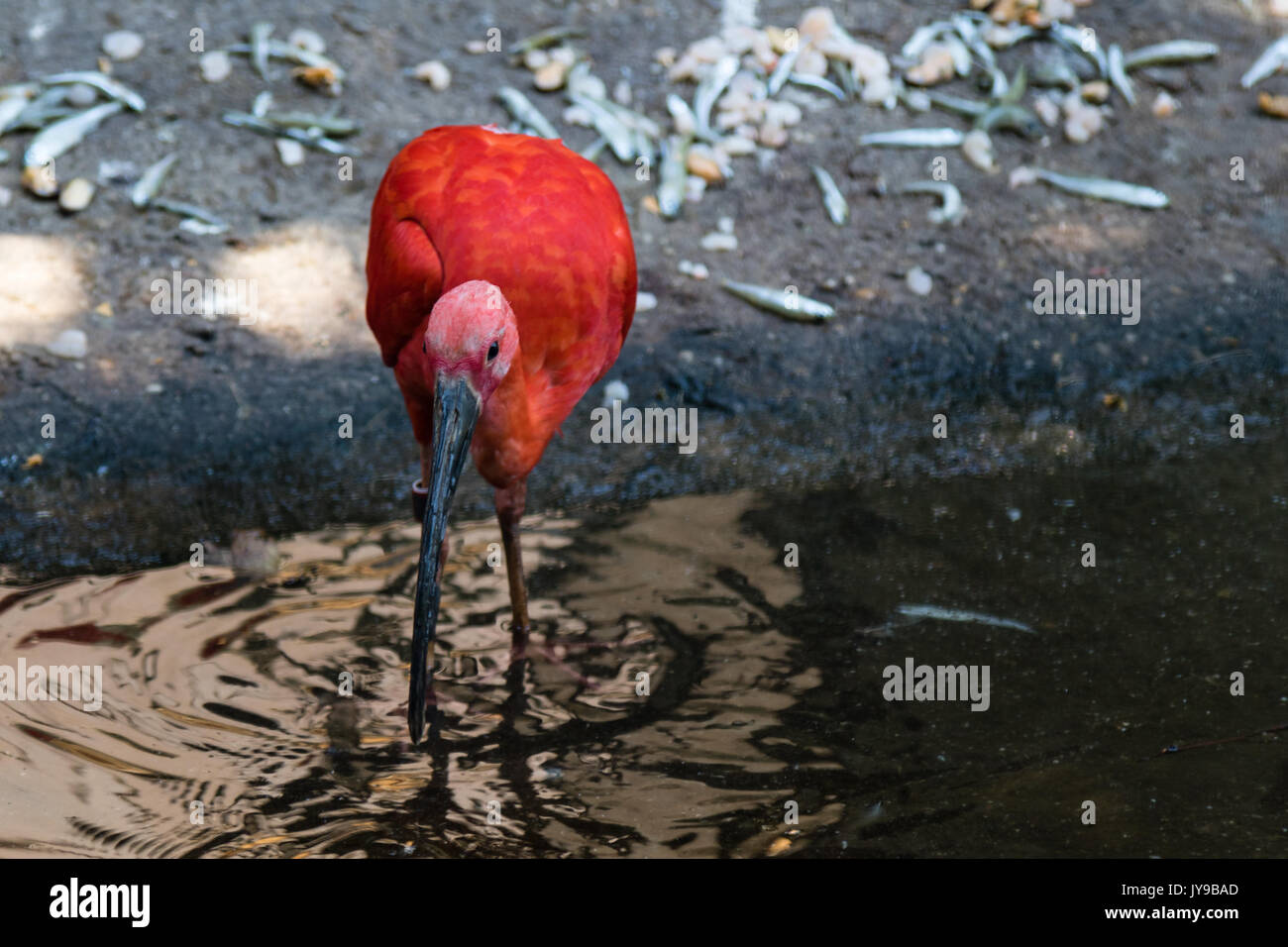 Scarlet ibis face hi-res stock photography and images - Alamy