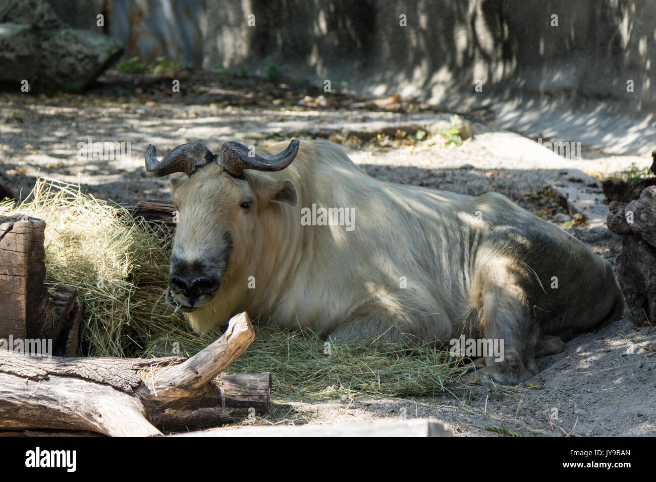 Chinese takin hi-res stock photography and images - Alamy