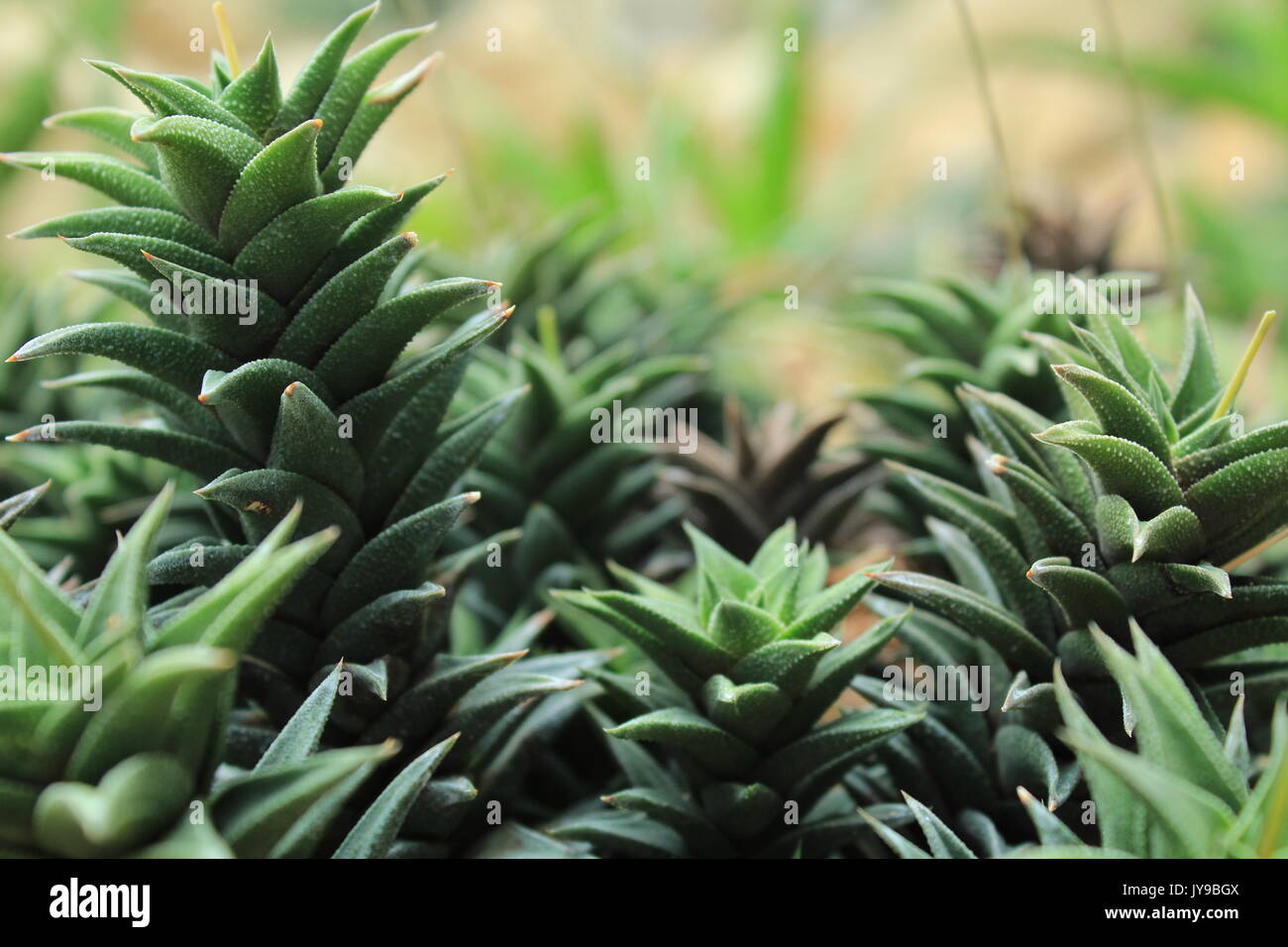 Desert succulents hi-res stock photography and images - Alamy