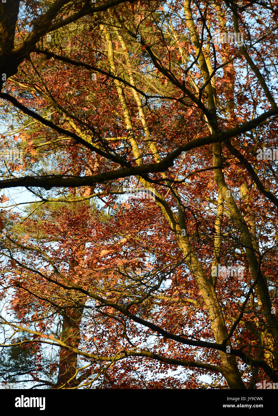 Trees and production hi-res stock photography and images - Alamy