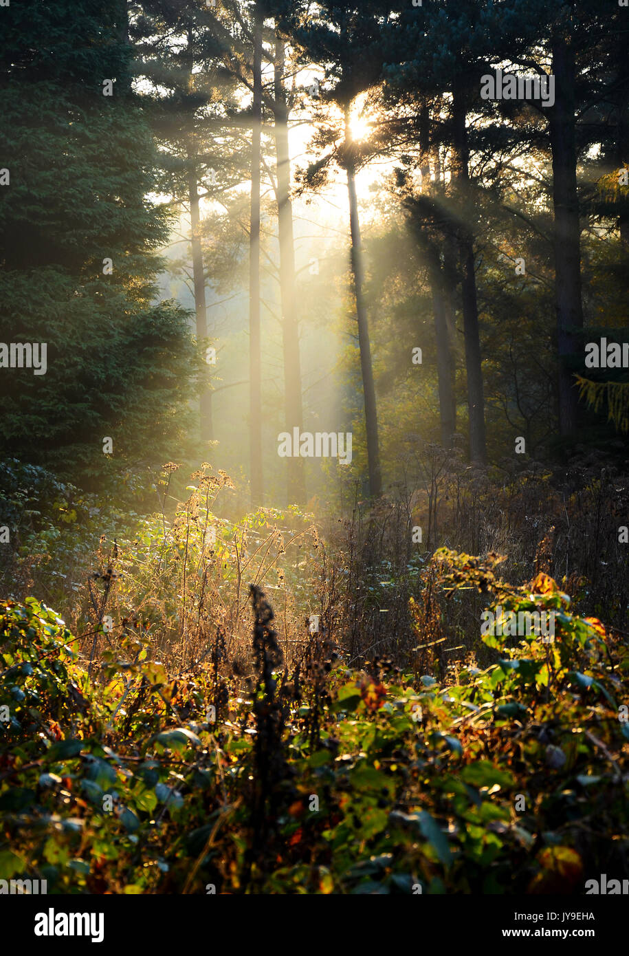 Dalby forest hi-res stock photography and images - Alamy