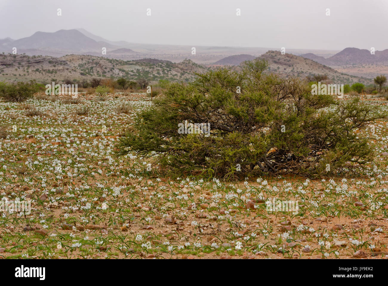 Lilies (Lilium) blooming on farmland south of the Chuosberge (Chuos ...