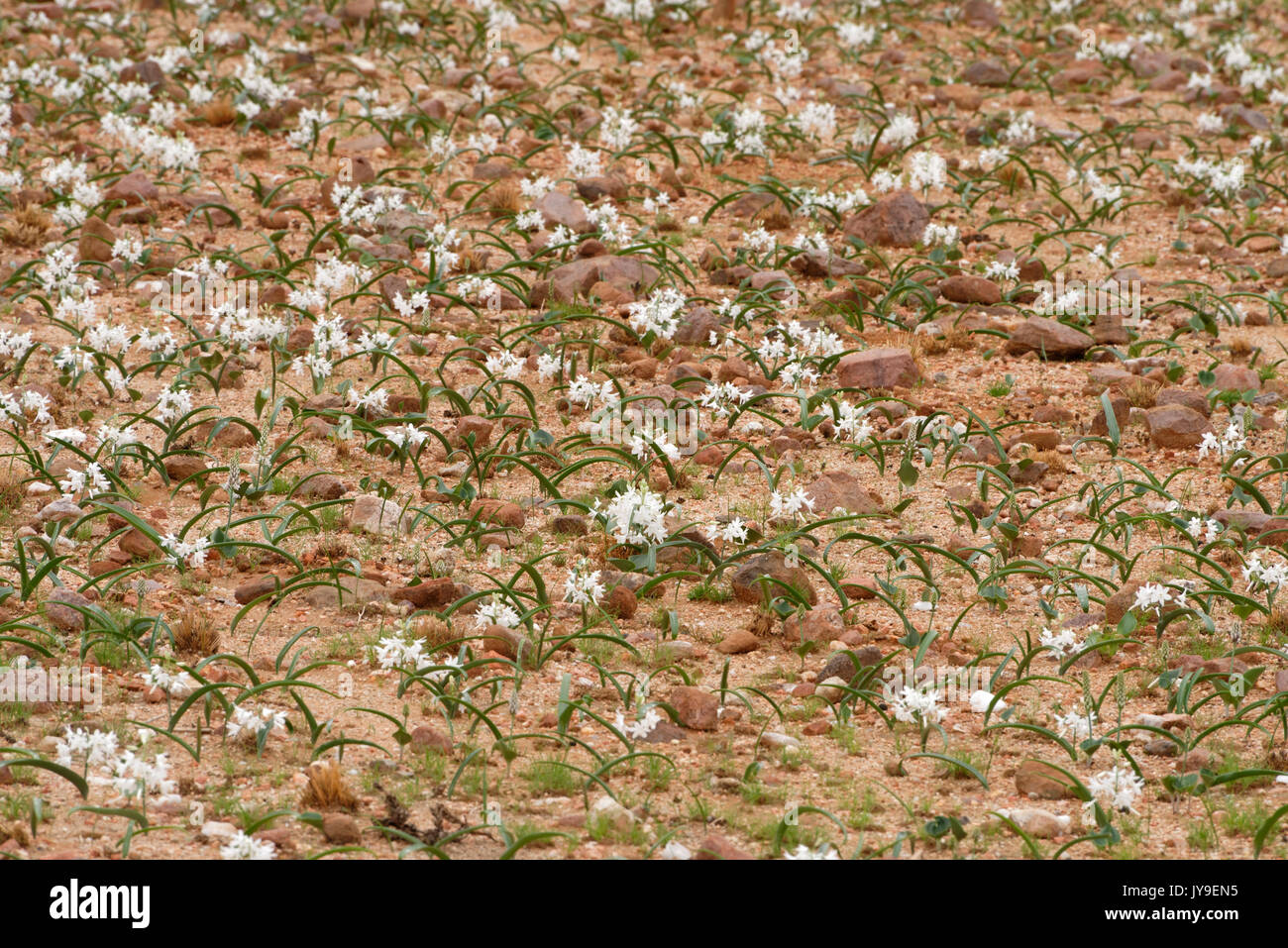 Lilies (Lilium) blooming on farmland south of the Chuosberge (Chuos ...