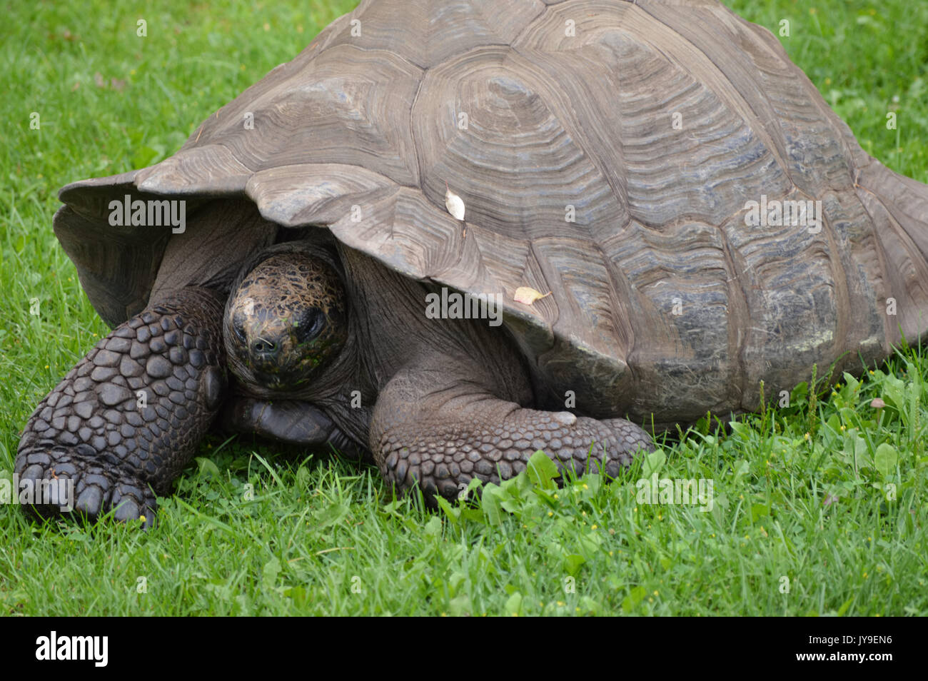 Tortoise legs hi-res stock photography and images - Alamy