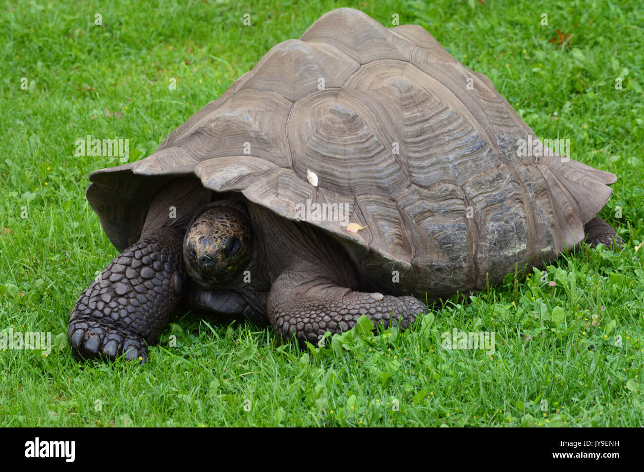 Tortoise legs hi-res stock photography and images - Alamy
