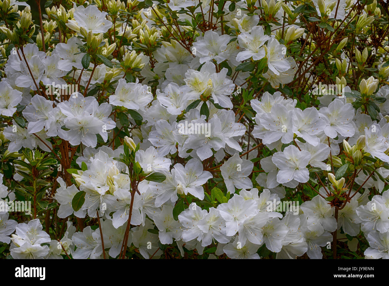 White azalea hi-res stock photography and images - Alamy