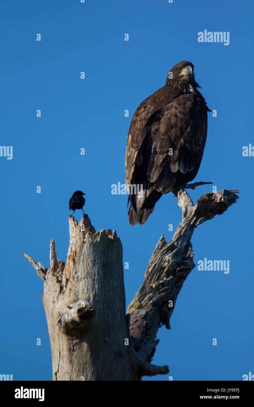 Eagle on the tree hi-res stock photography and images - Alamy