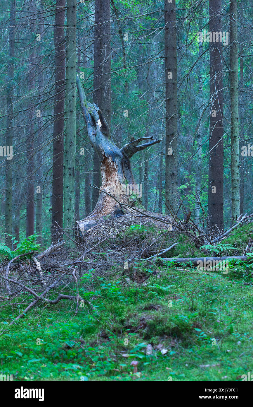 Old cut down tree trunk from fir forest Stock Photo - Alamy