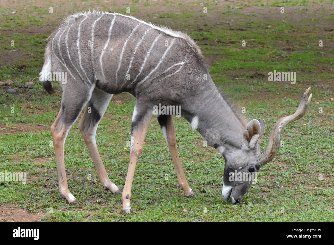 Kudu face hi-res stock photography and images - Alamy
