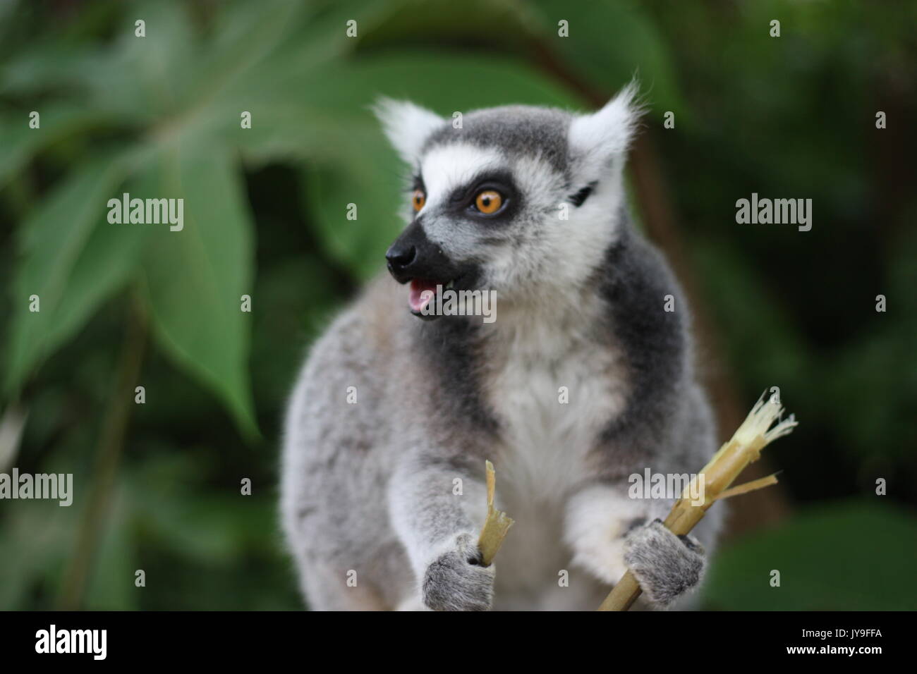 Zoo primate hi-res stock photography and images - Alamy