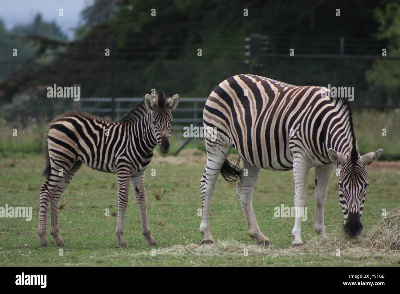 mother and baby zebra Stock Photo - Alamy