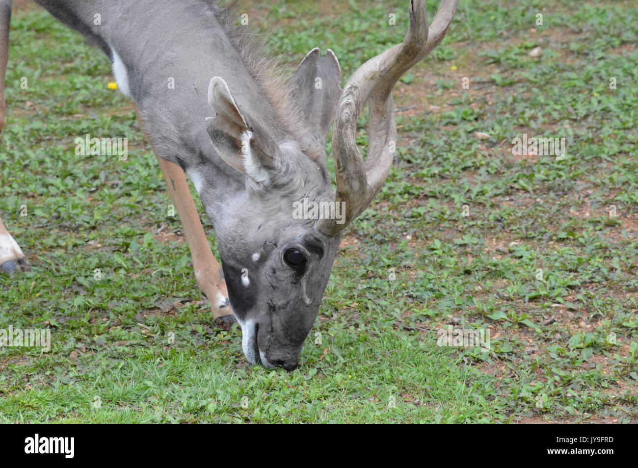 Kudu face hi-res stock photography and images - Alamy