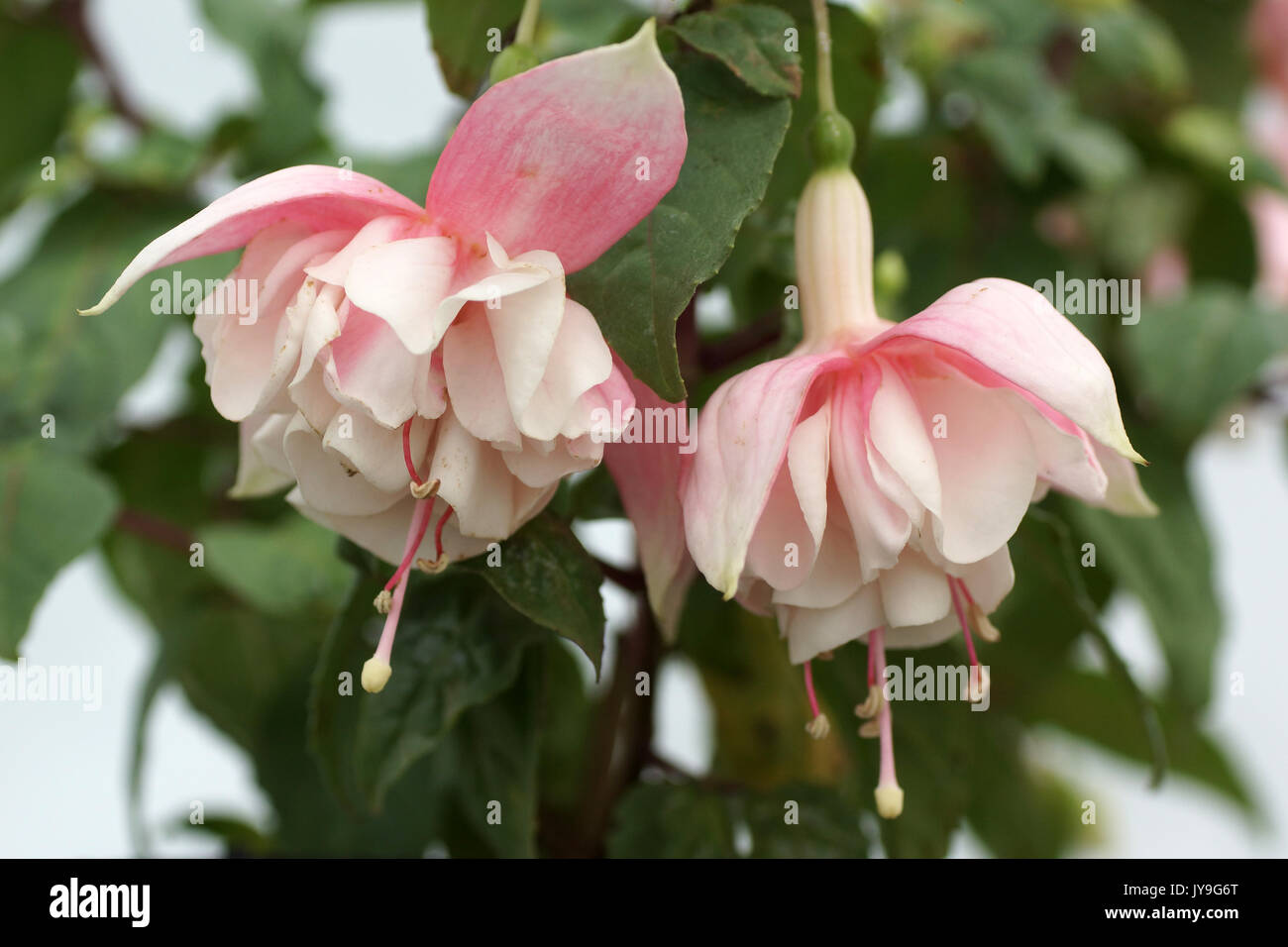 Fuchsia 'Devonshire Dumpling' Stock Photo - Alamy