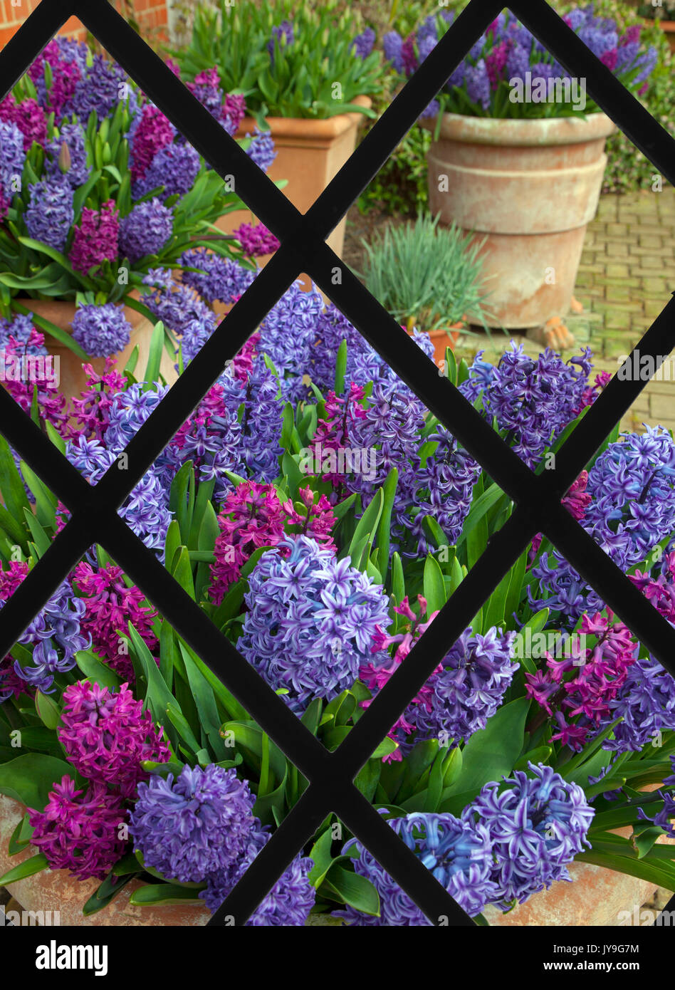 View through lattice window of Hyacinths in flower Spring Norfolk Stock ...