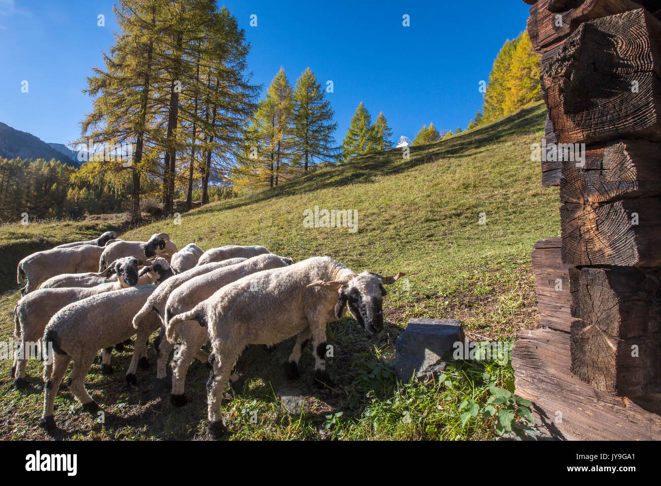 Freshly shorn sheep graze among the larches of Zermatt. Switzerland ...