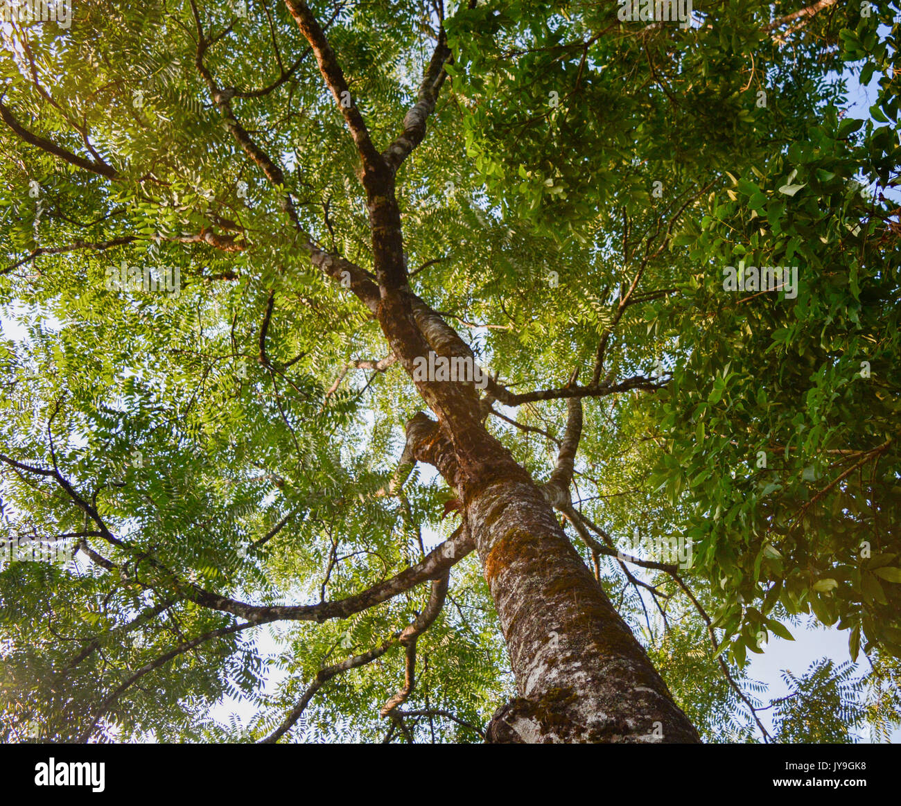 Low Angle Photography Tree