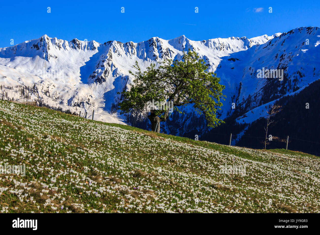 Predominate hi-res stock photography and images - Alamy