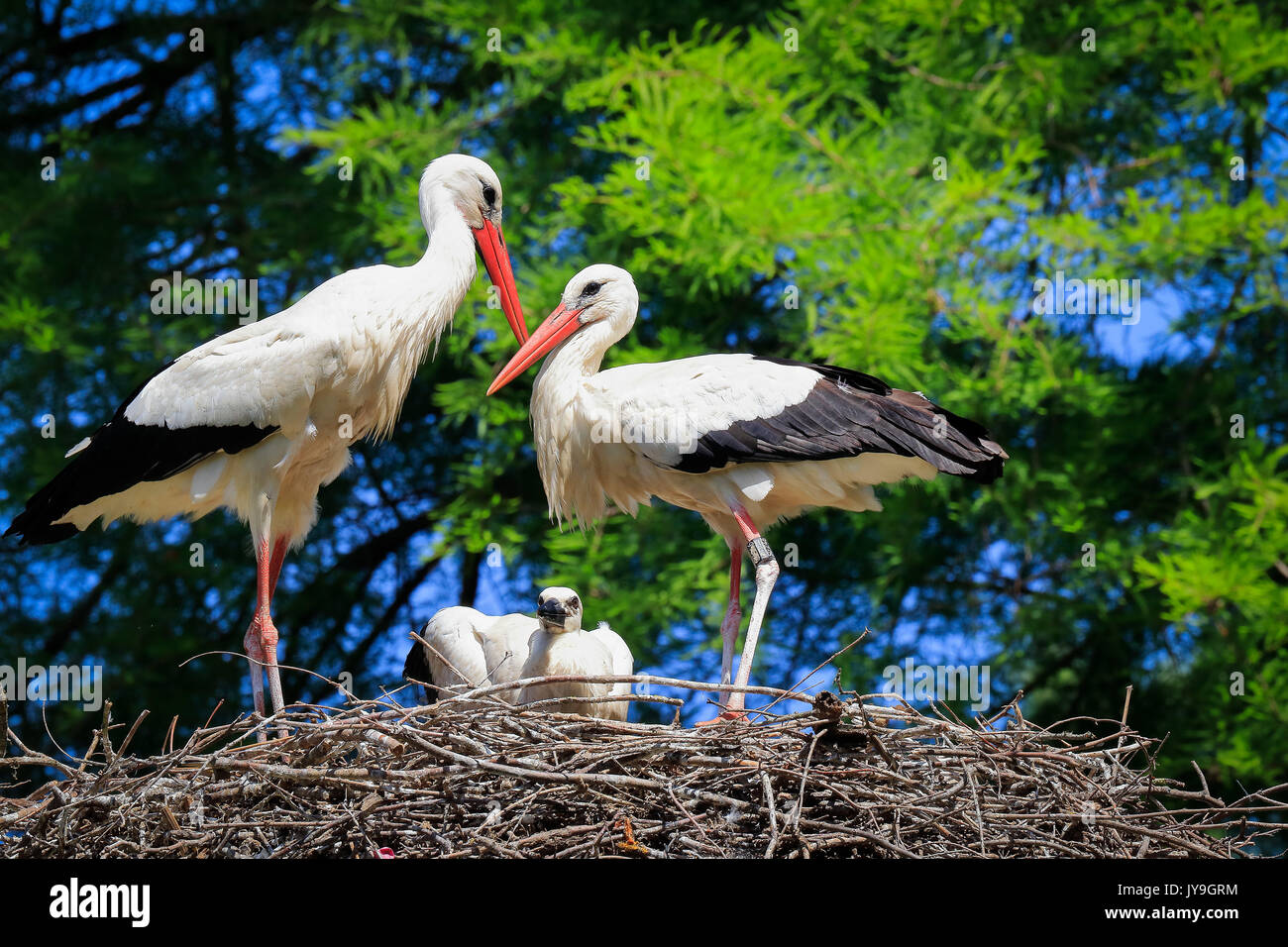 Adult white storks (Ciconia ciconia) with chick on nest, Basel ...