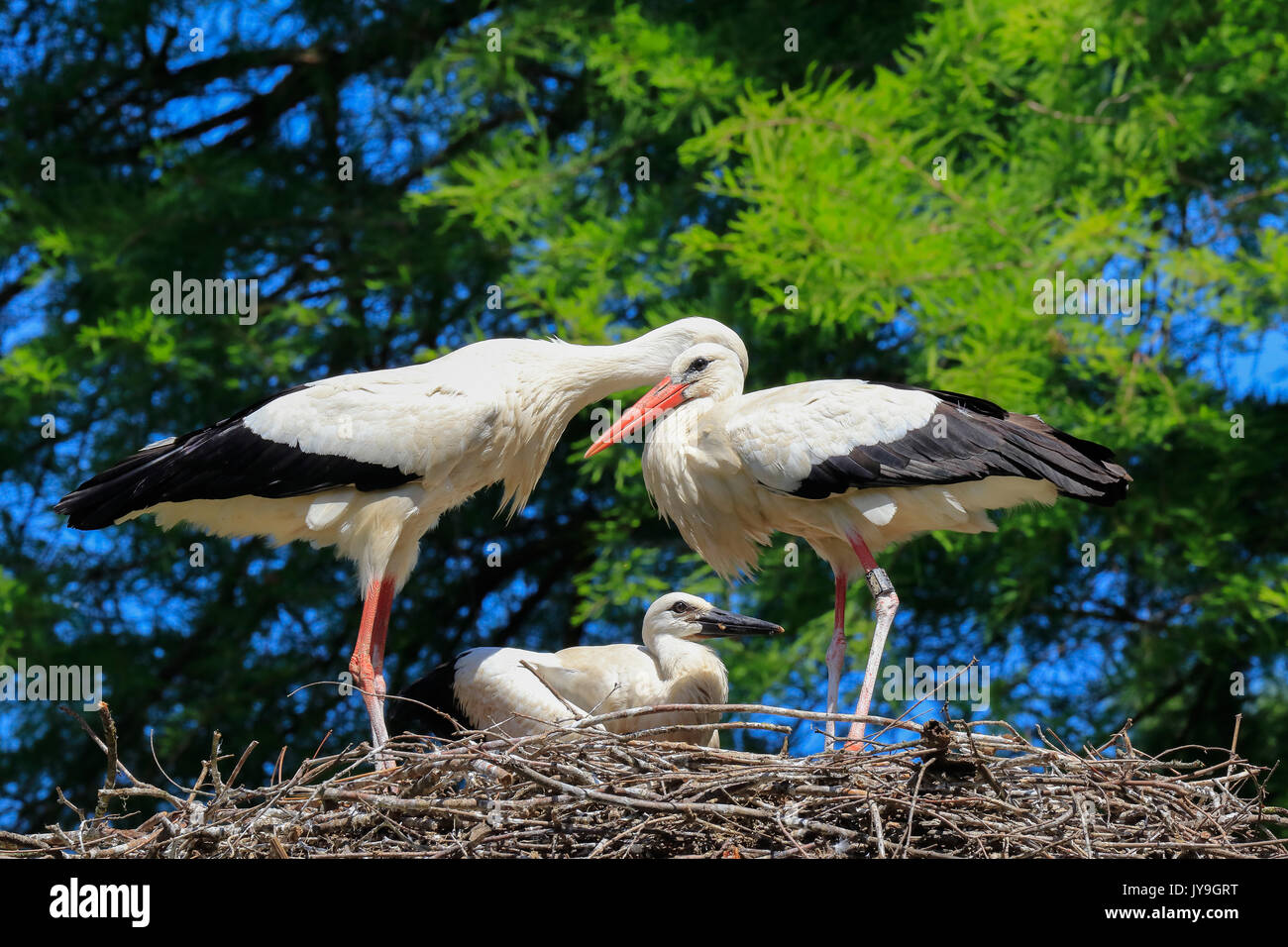 Adult white storks hi-res stock photography and images - Alamy