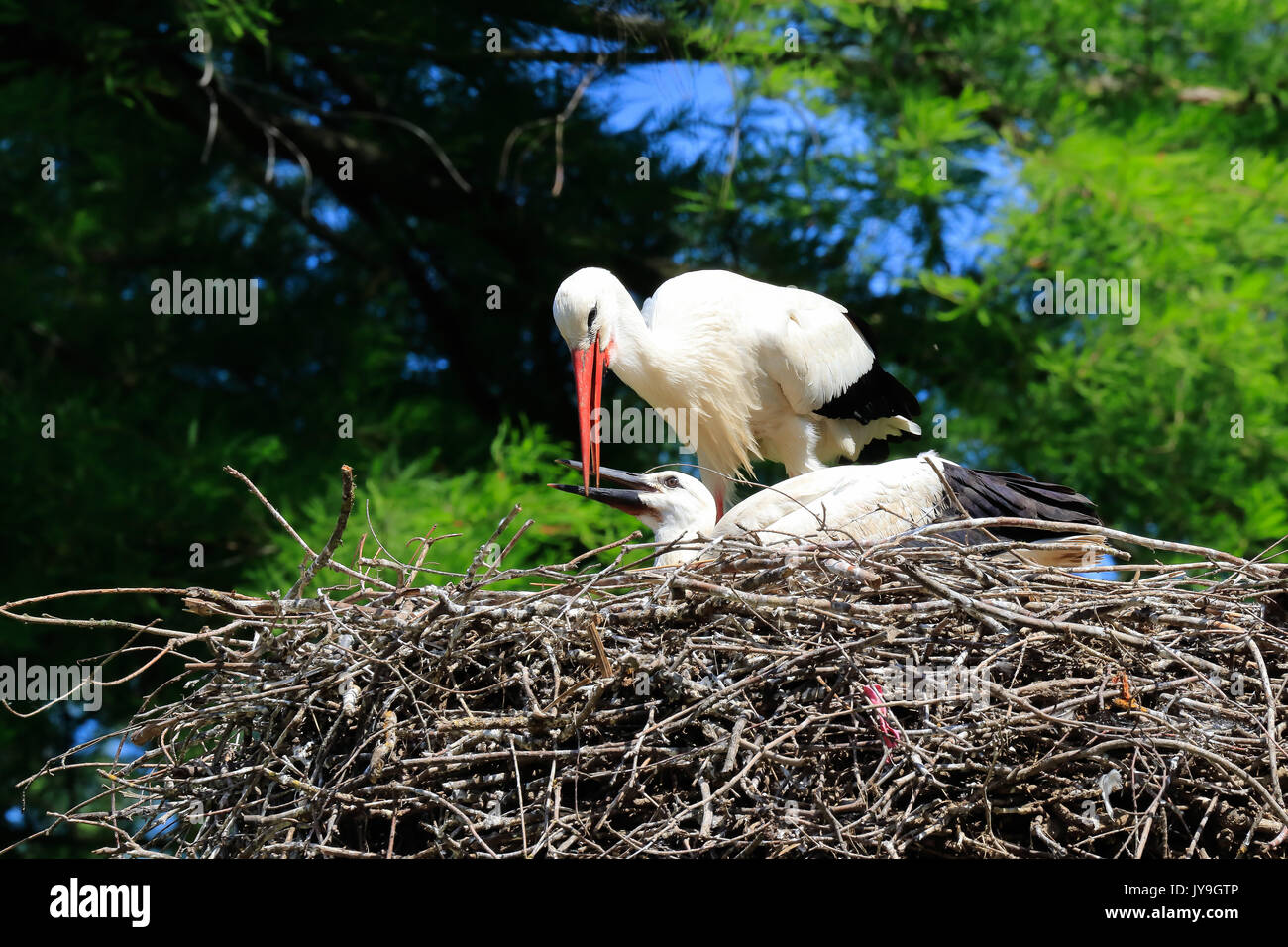 Stork delivering baby hi-res stock photography and images - Alamy