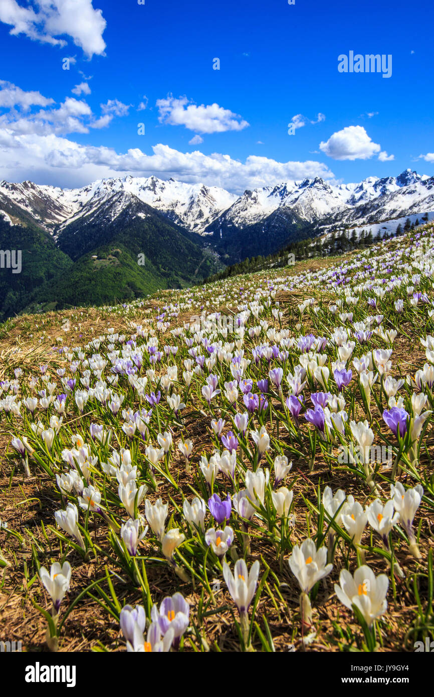 Crocus fields hi-res stock photography and images - Alamy