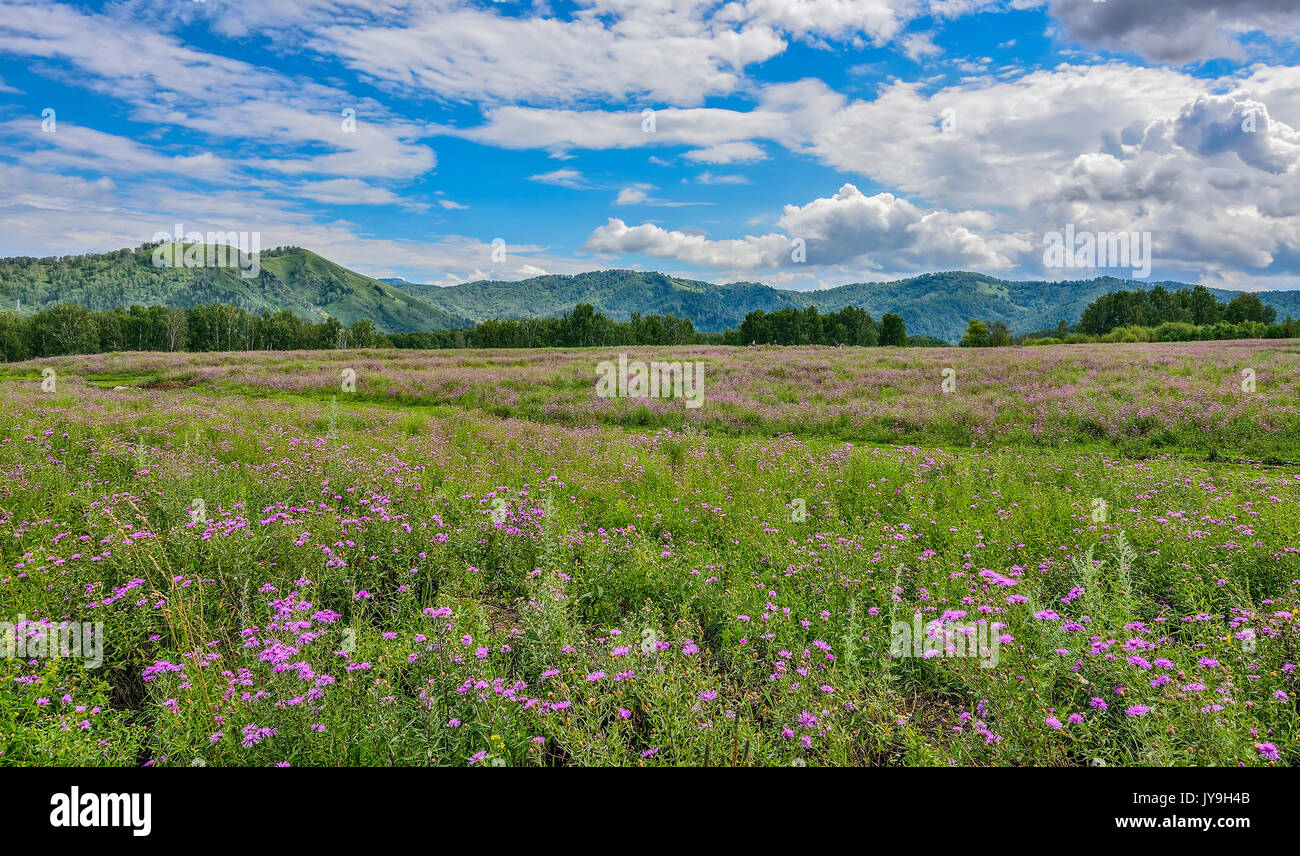 Picturesque mountain flowering meadow with lilac wildflowers and ...