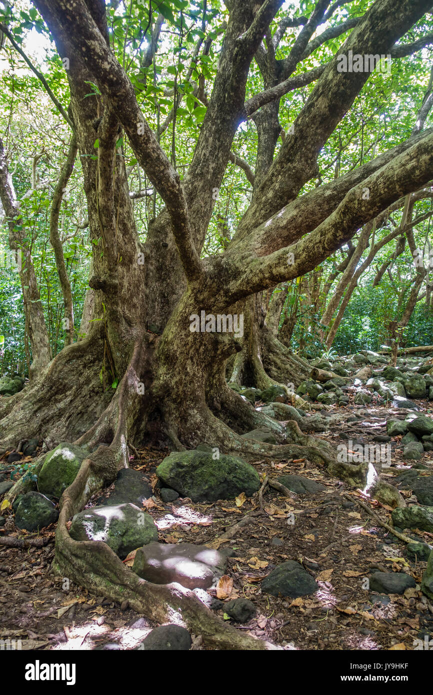 A view of trees in the Iao Valley on Maui, Hawaii Stock Photo - Alamy