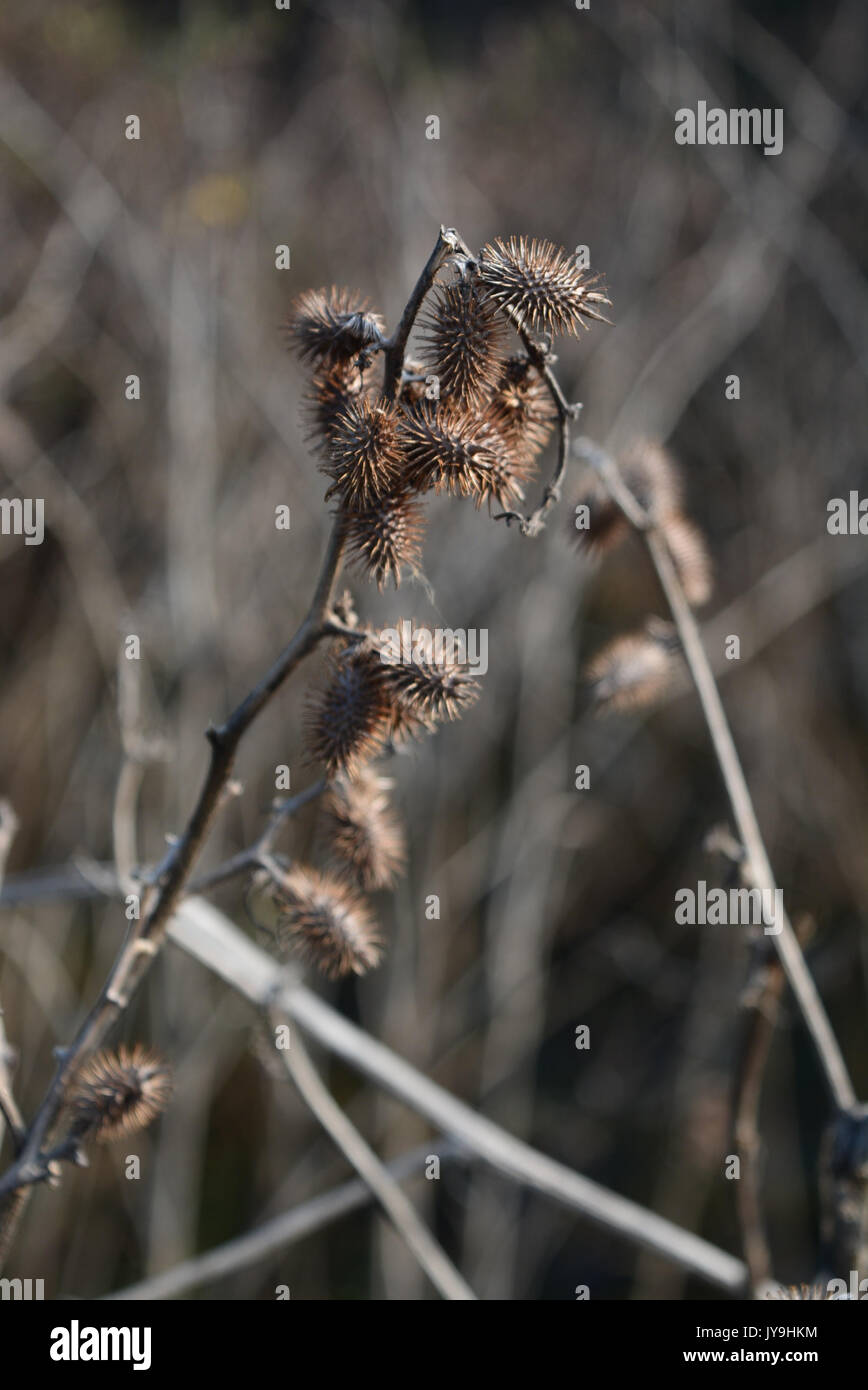 Dry plants with branch with dry nature background Stock Photo - Alamy